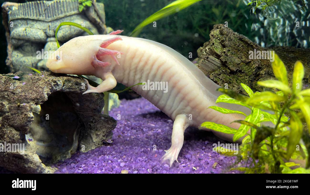 Axolotl Mexican underwater walking fish salamander in aquarium Stock ...