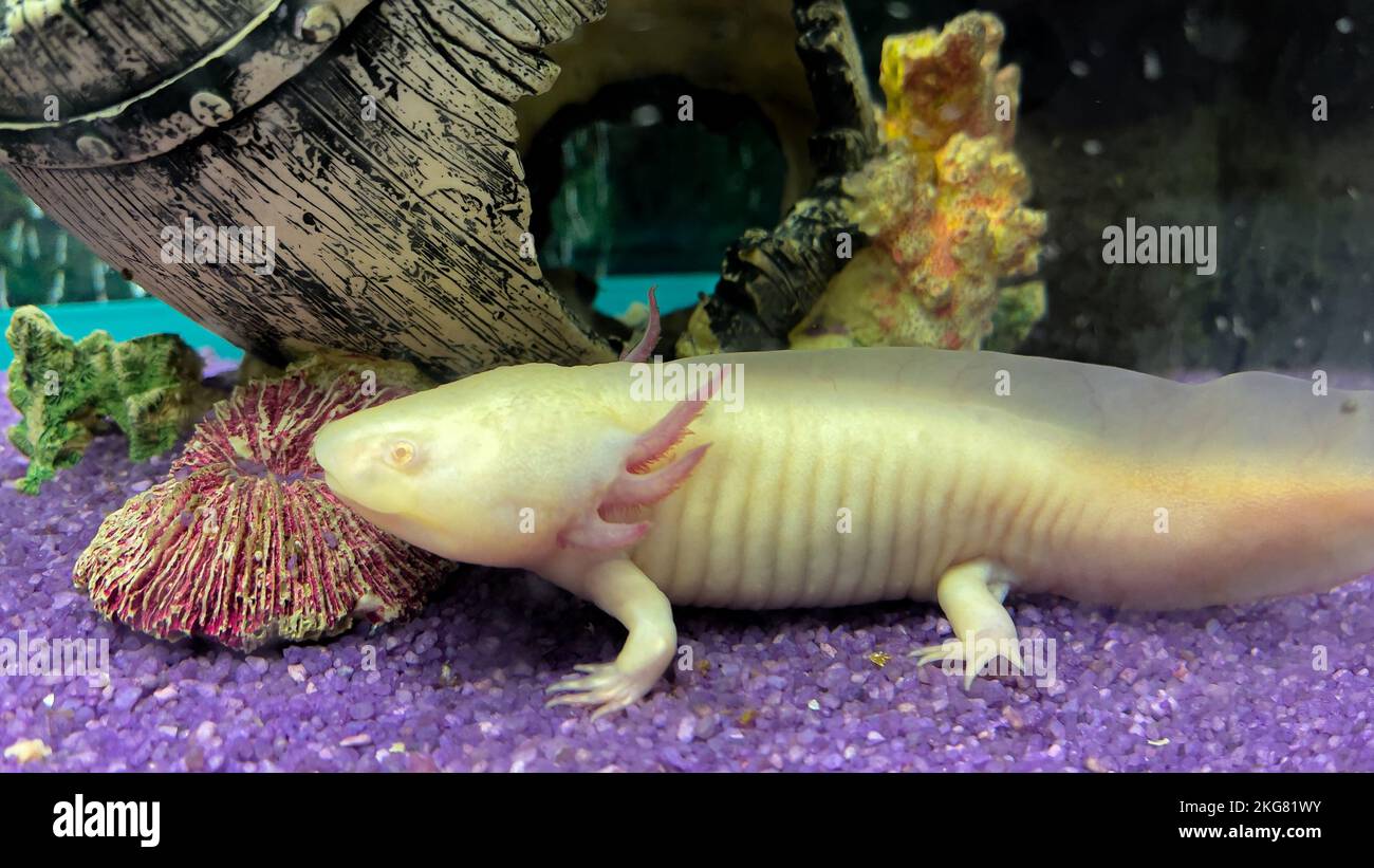 Axolotl Mexican underwater walking fish salamander in aquarium Stock ...