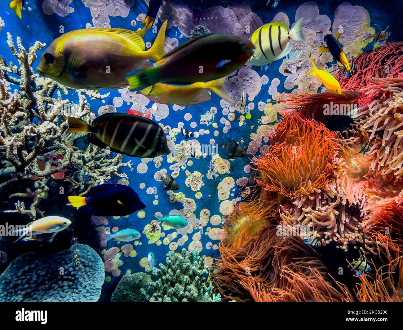 Underwater Scene With Coral Reef And Tropical Fish Stock Photo - Alamy