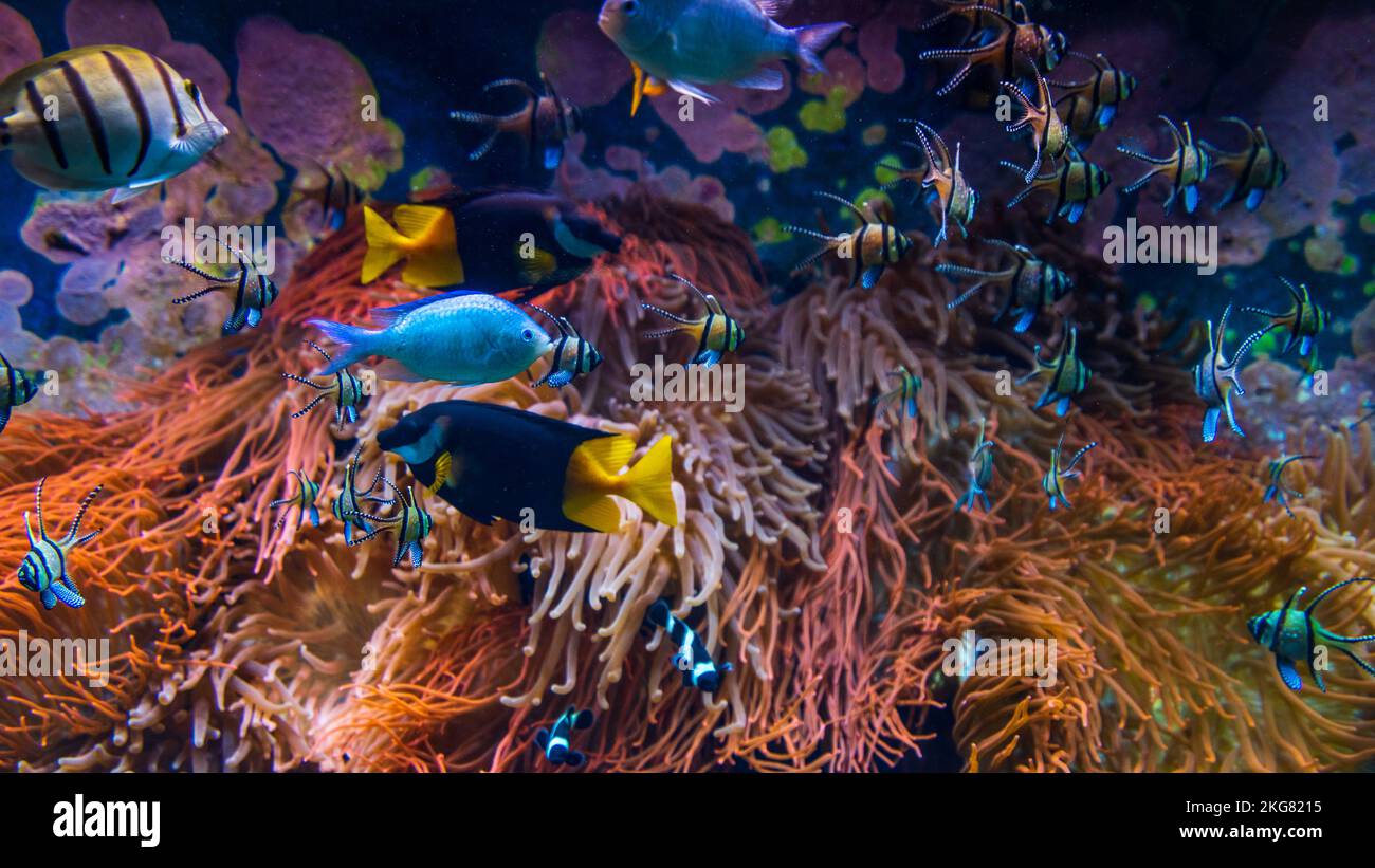 Underwater scene. Coral reef, fish groups in clear ocean water Stock ...