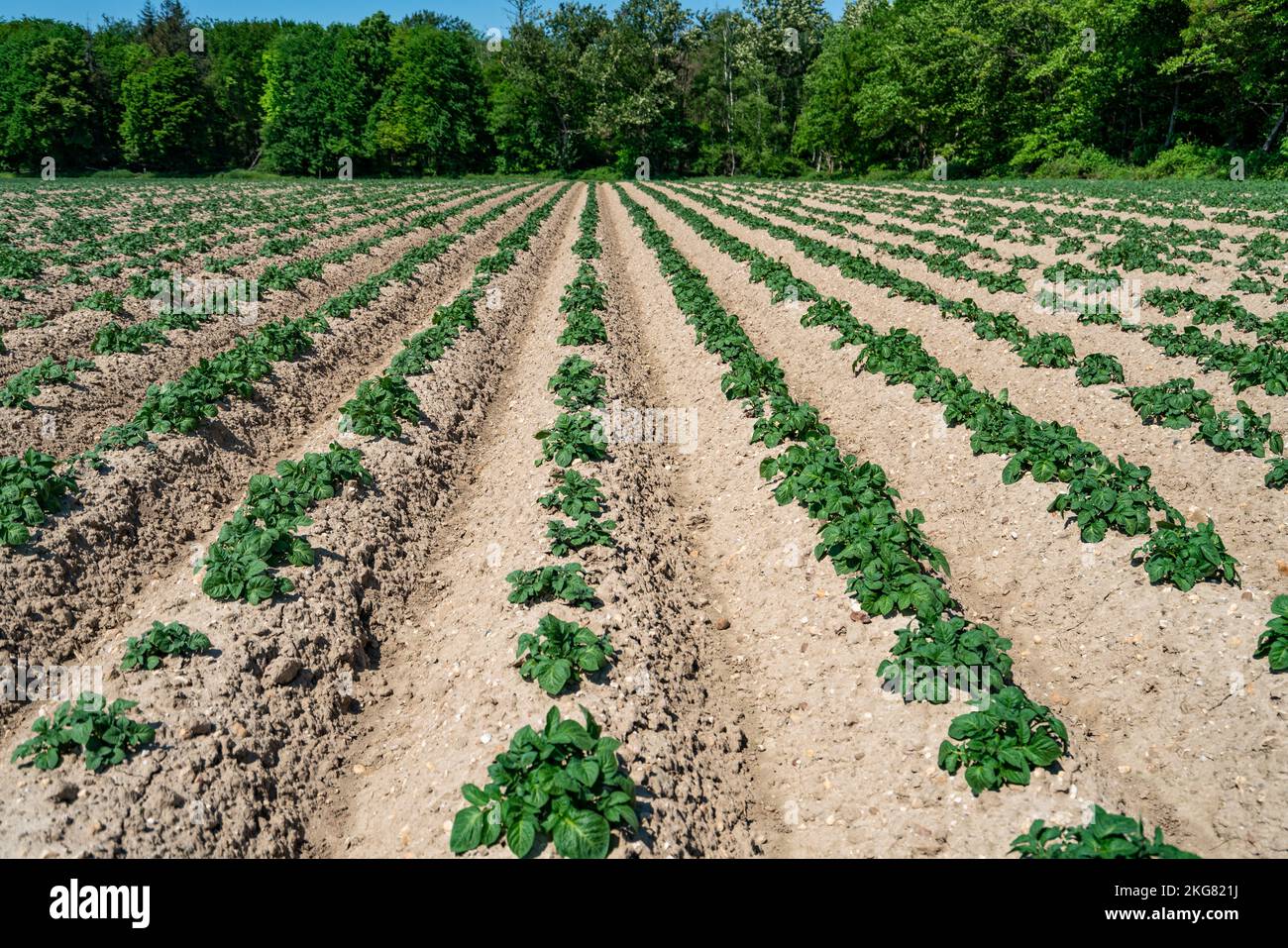 Green field of potato crops in a row Stock Photo - Alamy
