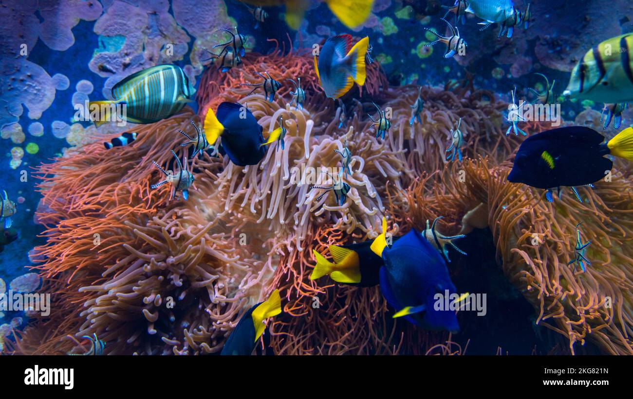 Underwater scene. Coral reef, fish groups in clear ocean water Stock ...