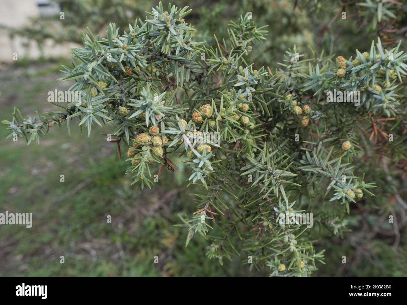 Juniperus phoenicia tree in Sardinia, Italy Stock Photo - Alamy
