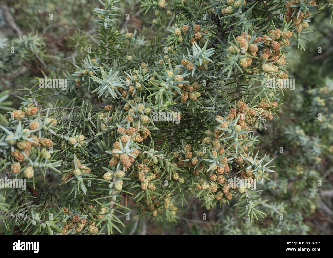Juniperus phoenicia tree in Sardinia, Italy Stock Photo - Alamy