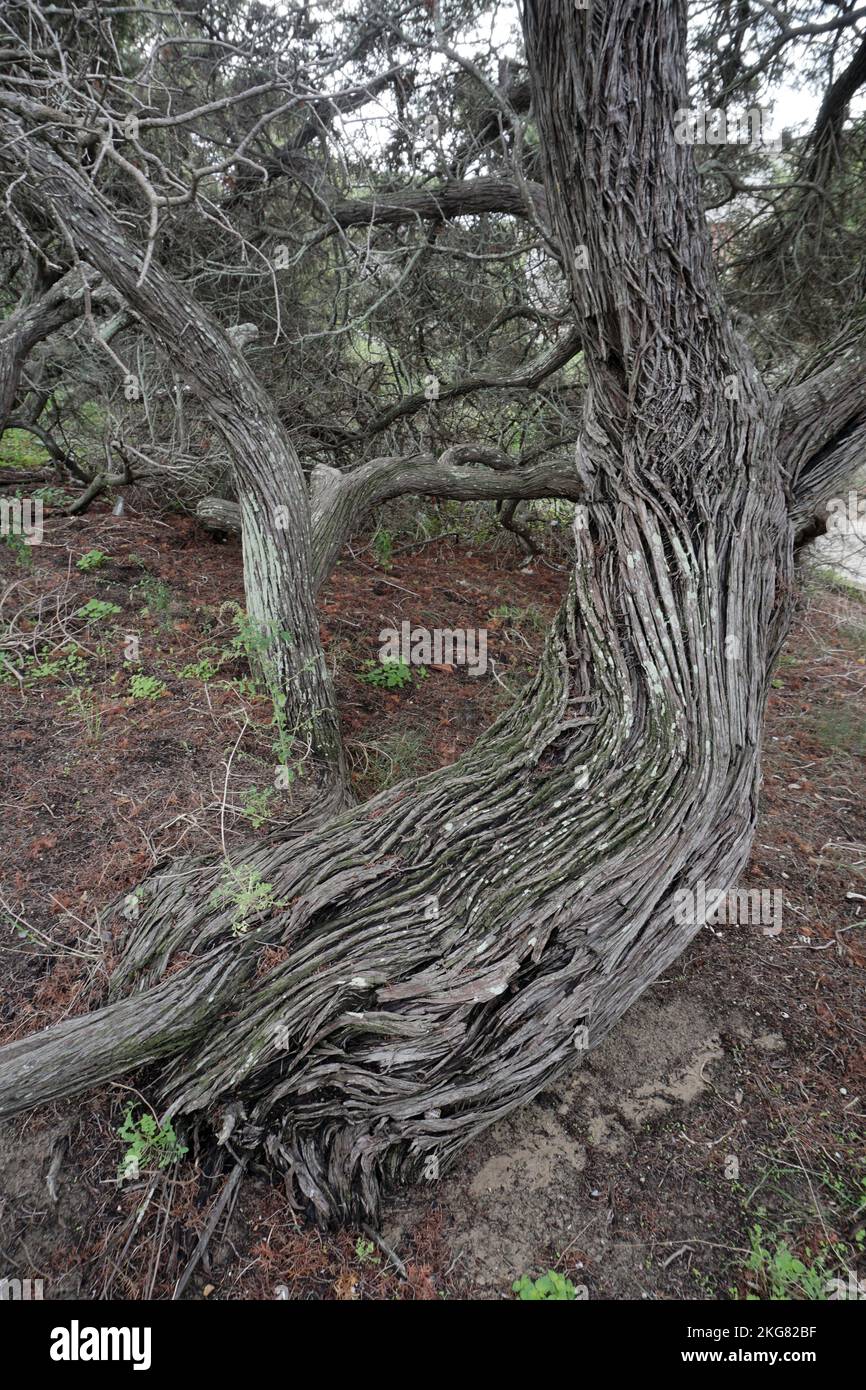 Juniperus phoenicia tree in Sardinia, Italy Stock Photo - Alamy