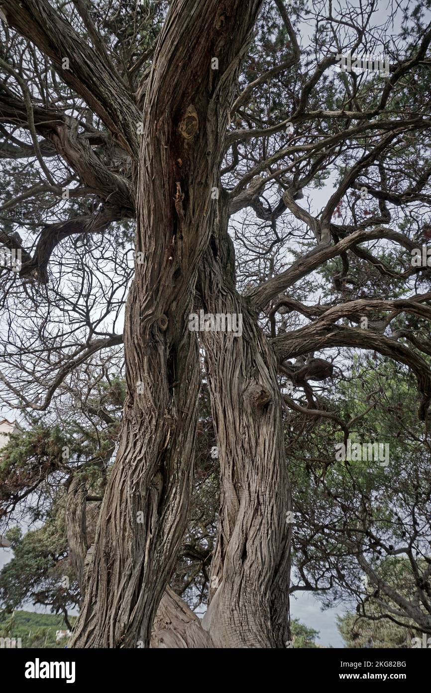 Juniperus phoenicia tree in Sardinia, Italy Stock Photo - Alamy