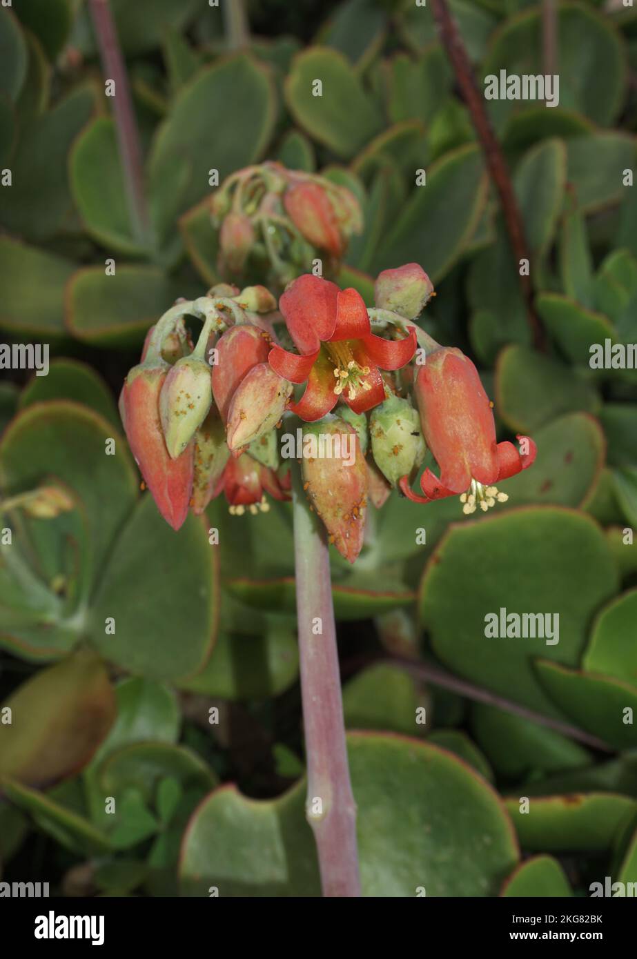 Cotyledon orbiculata hi-res stock photography and images - Alamy
