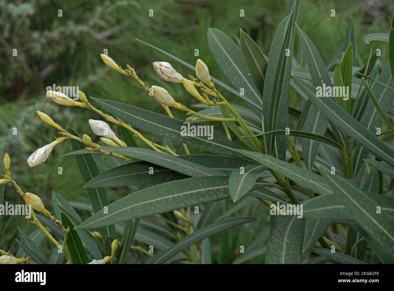 White oleander blooming Stock Photo - Alamy