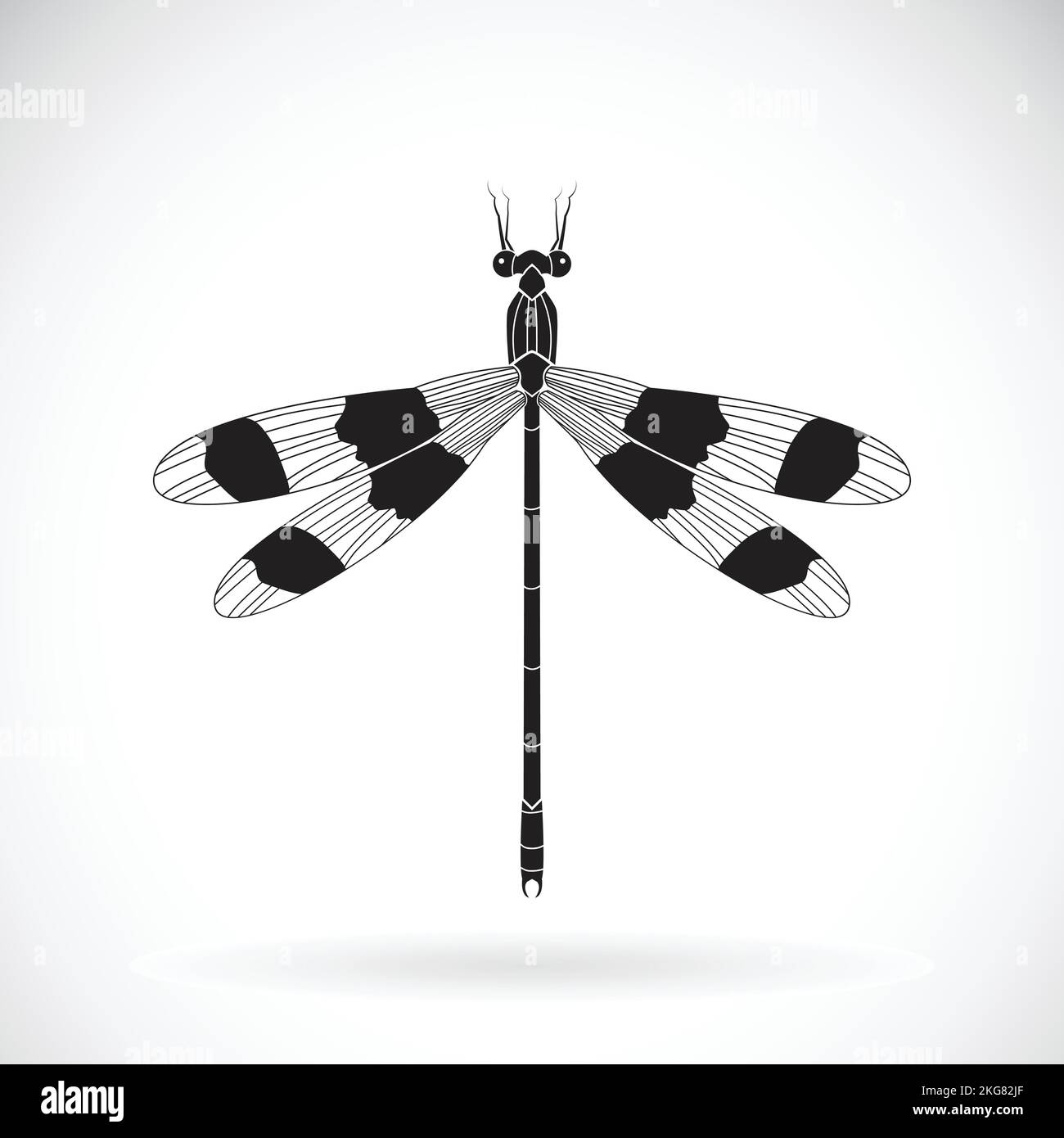 Vector of a dragonflies (Orolestes octomaculatus) on white background ...