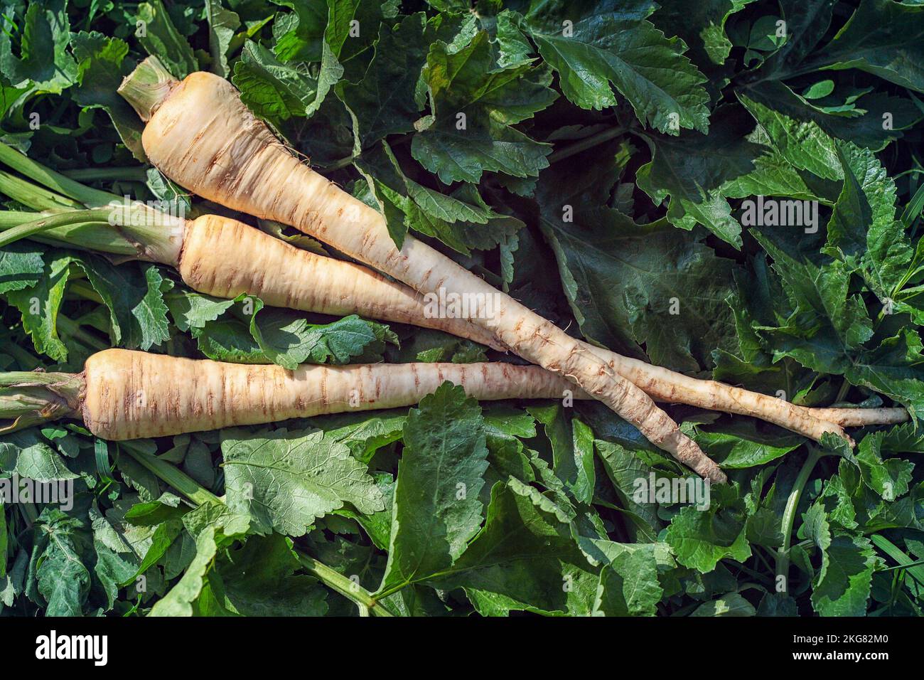 Parsnip - a bunch of parsnips with green leaves Stock Photo - Alamy