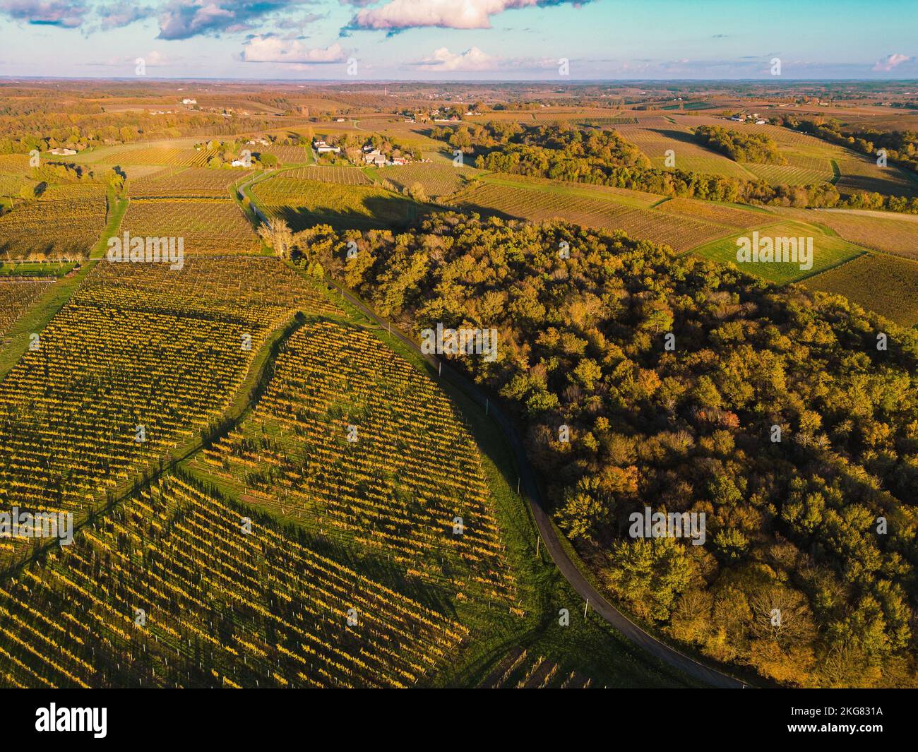 Aerial view Bordeaux Vineyard and forest at sunrise, film by drone in autumn, Entre deux mers ...