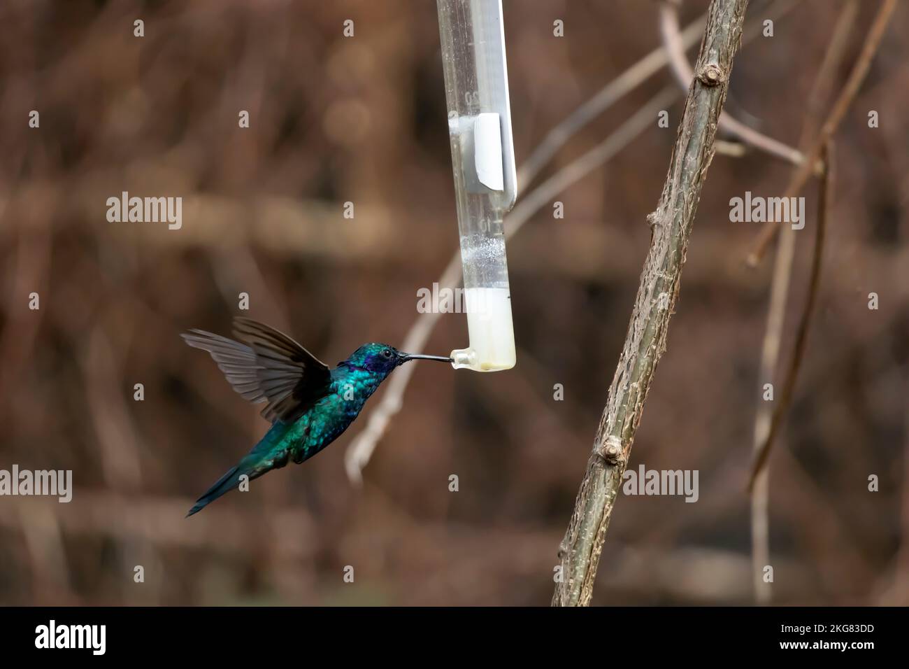 Green violetear (Colibri Thalassinus) flying to drink trough the ...