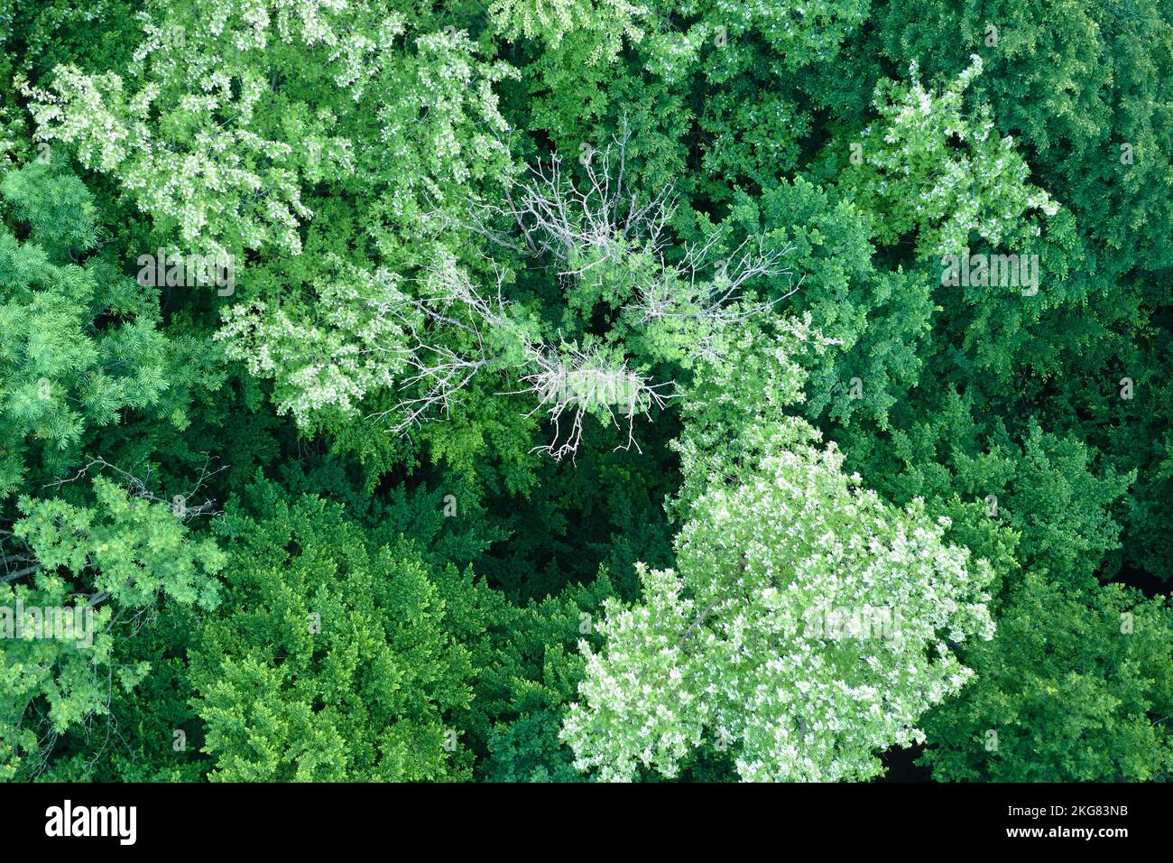 Aerial view rainforest blooming hi-res stock photography and images - Alamy