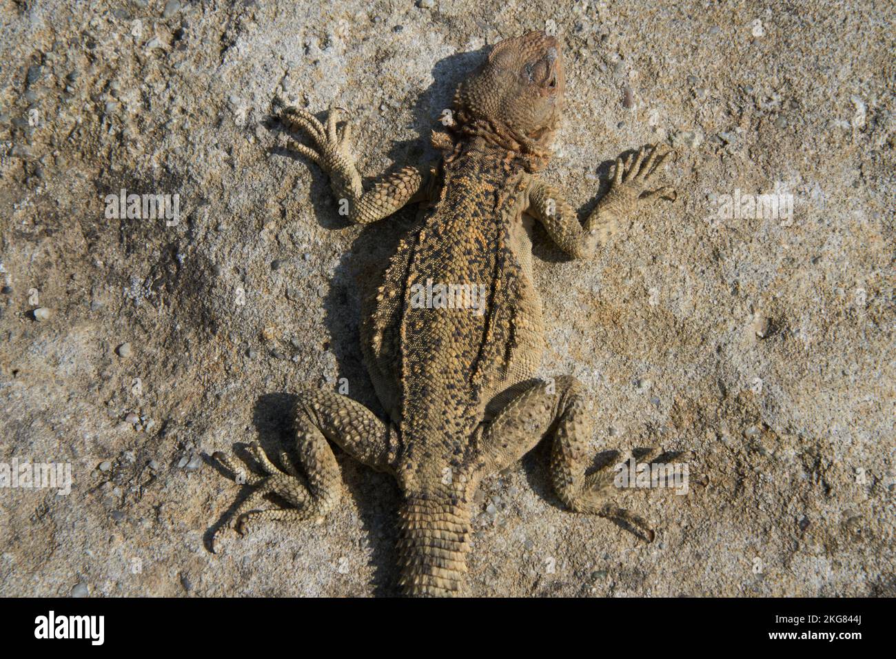 Kaukasus agame hi-res stock photography and images - Alamy