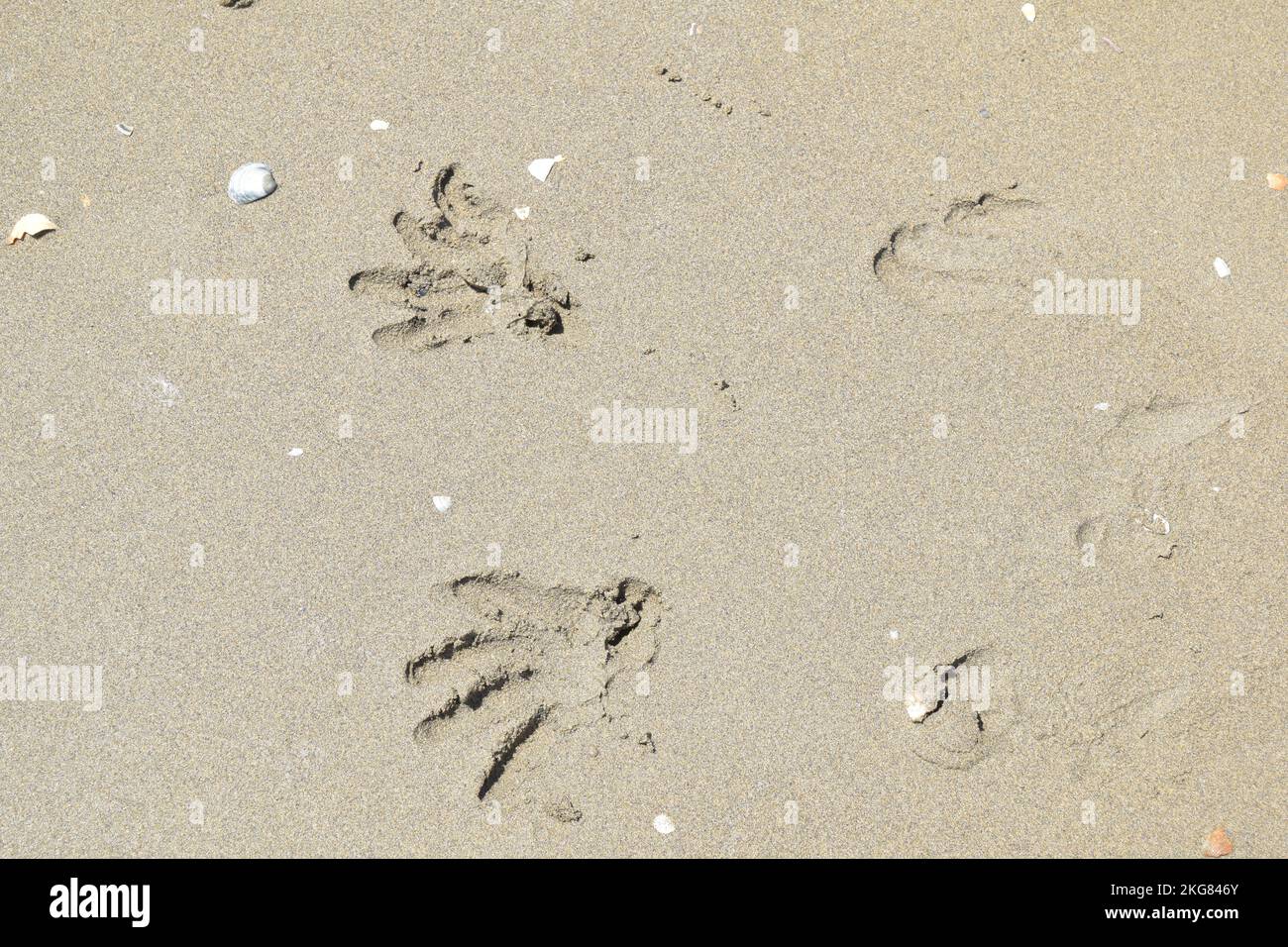 A sunny weather on the beach in Italy with imprints of hands and feet ...