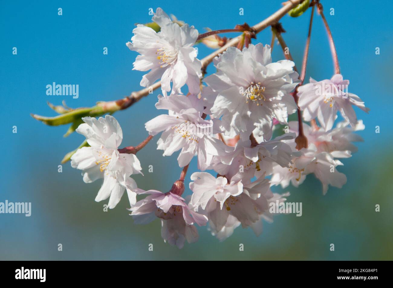 May blossoms hi-res stock photography and images - Alamy