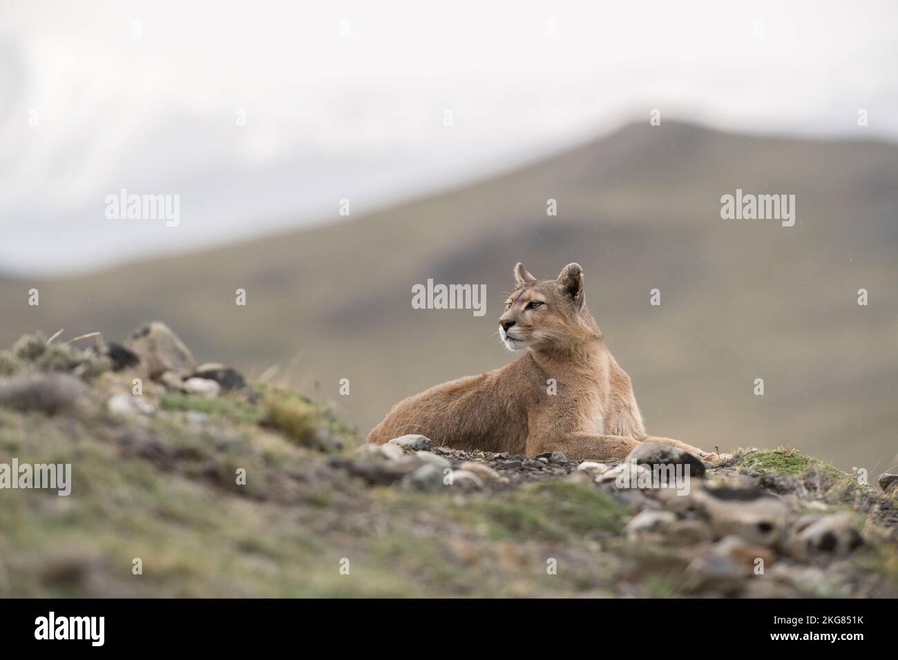 A Puma (Puma concolor) near Torres del Painel, Chile Stock Photo - Alamy
