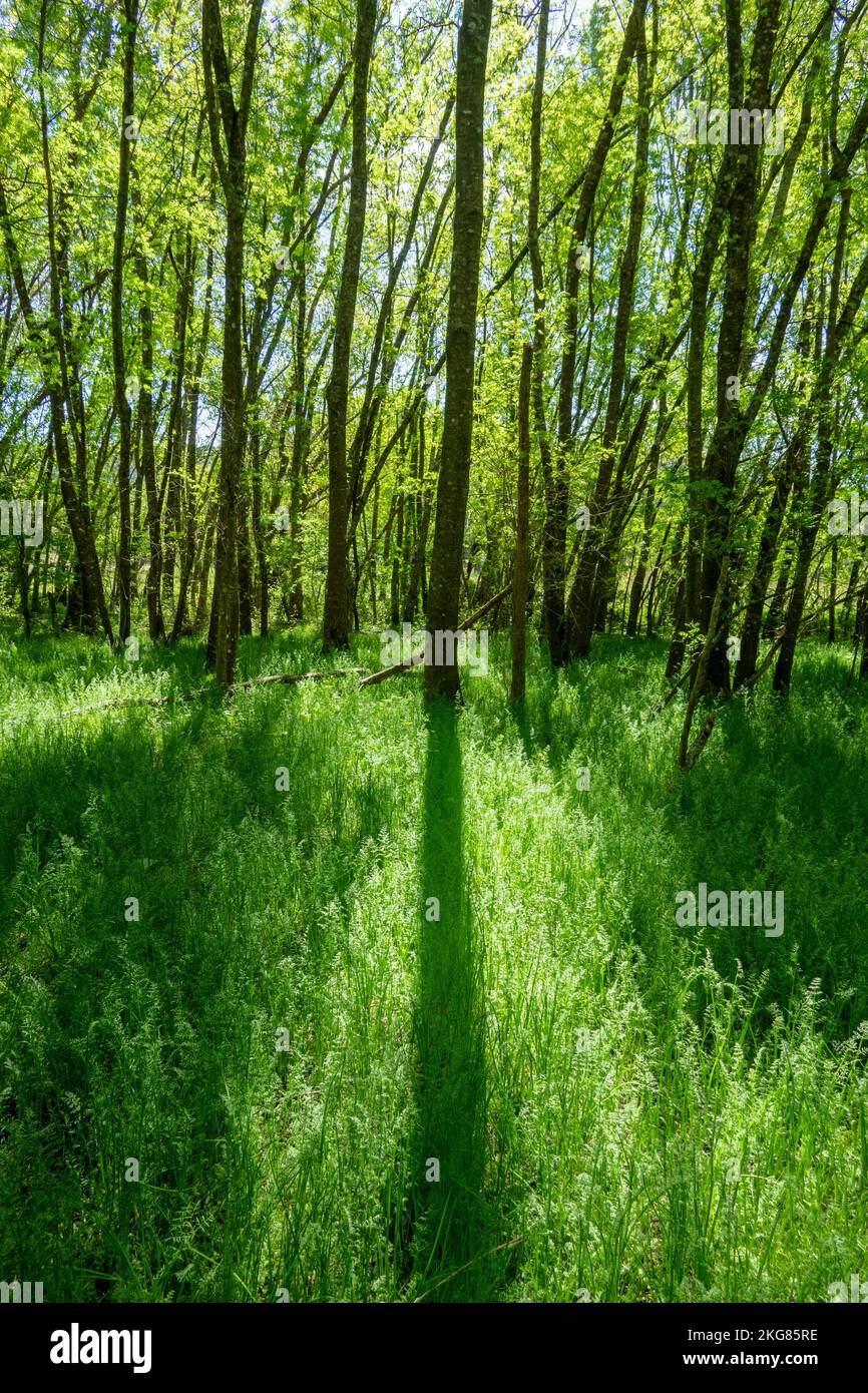 Covered meadow with tall green plants, trees and yellow flowers, srping ...