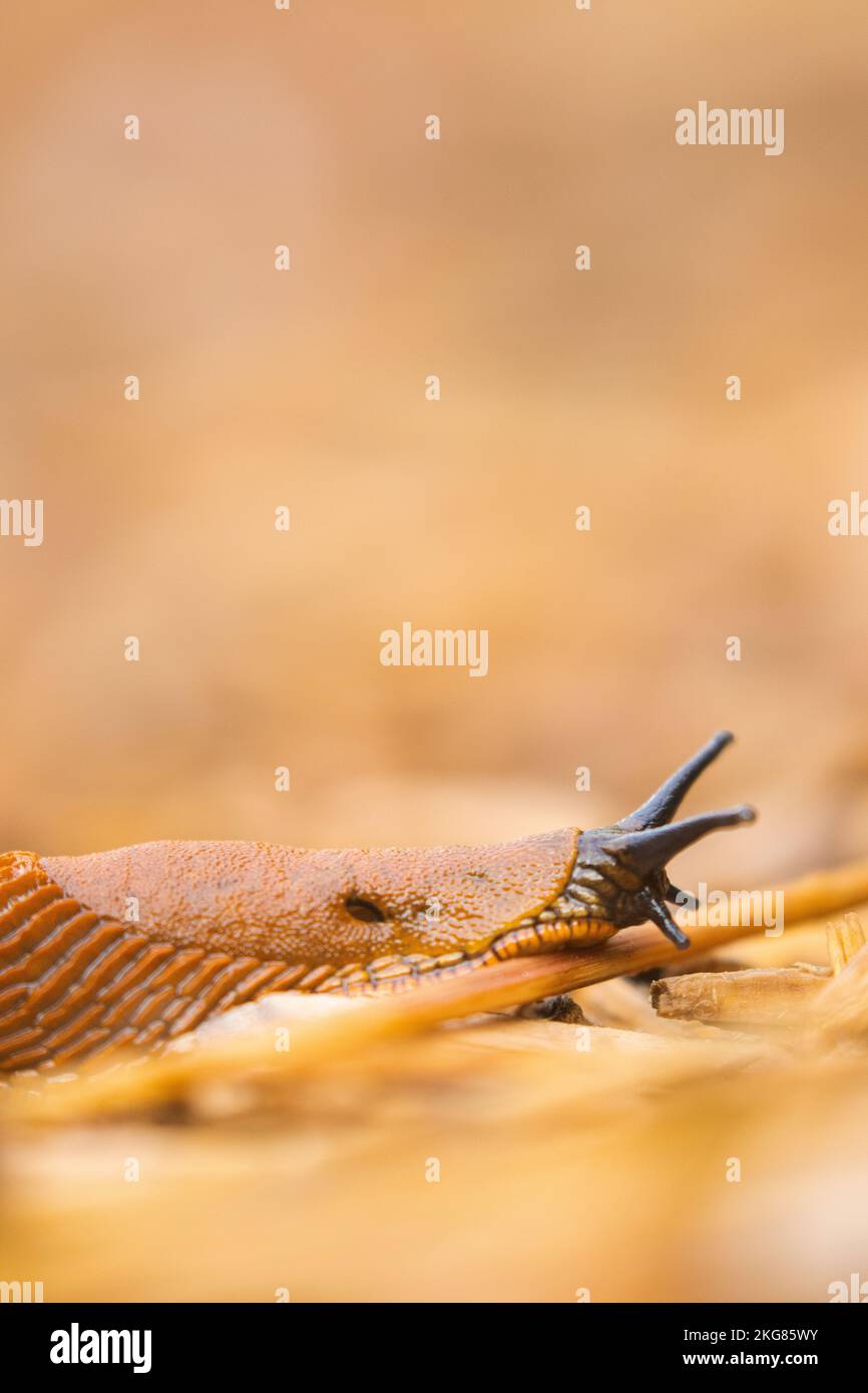 The vertical macro shot of a brown slug climbing the thin branch Stock ...