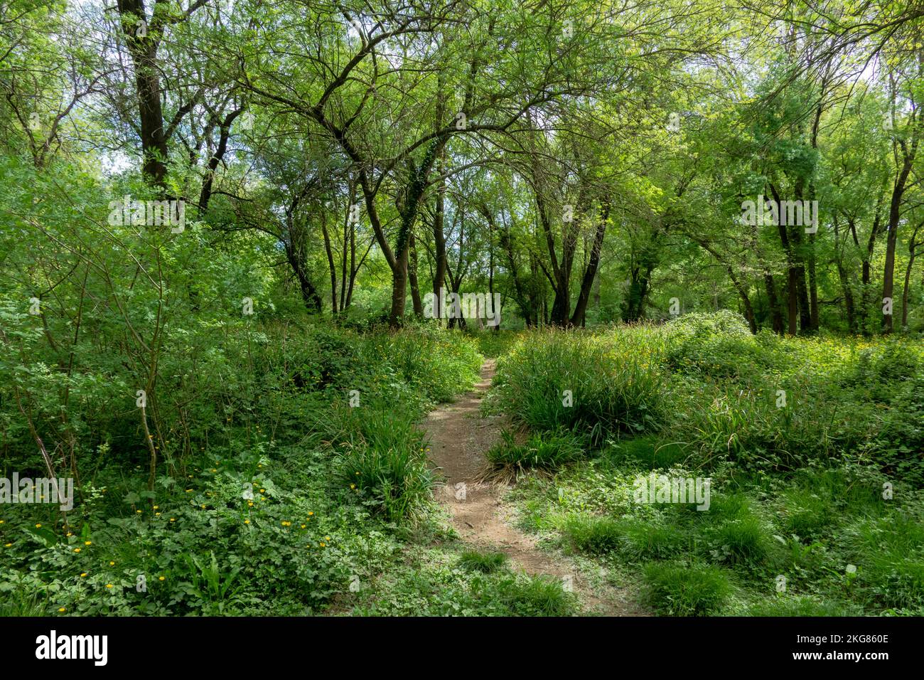 Covered meadow with tall green plants, trees and yellow flowers, srping ...