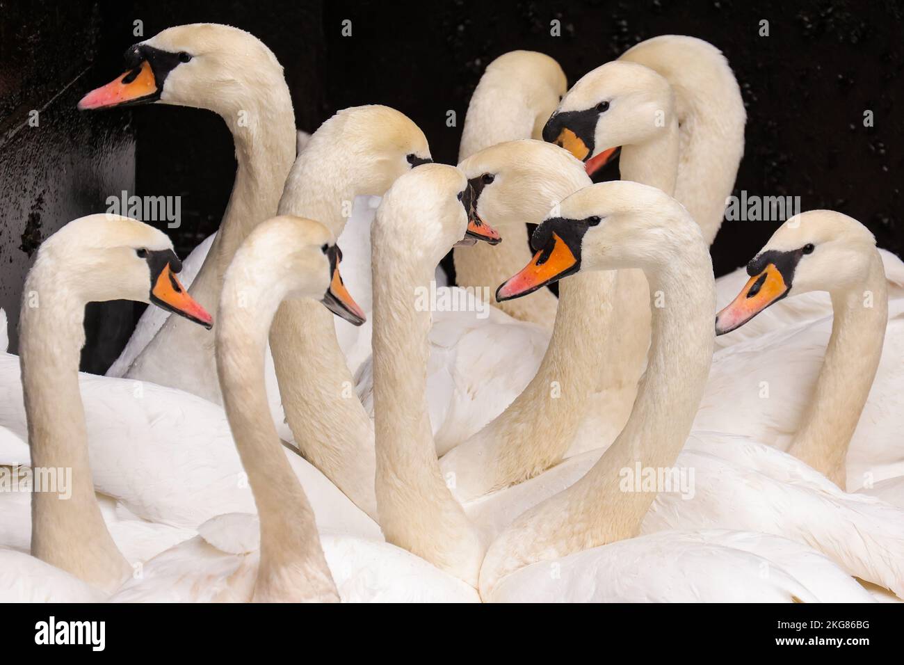 Hamburg, Germany. 22nd Nov, 2022. Densely packed swans wait in the ...