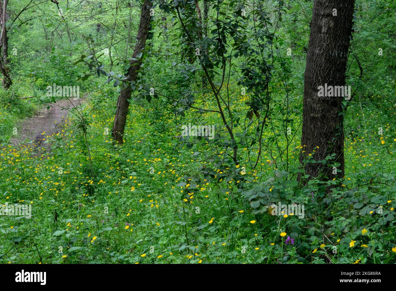 Covered meadow with tall green plants, trees and yellow flowers, srping ...