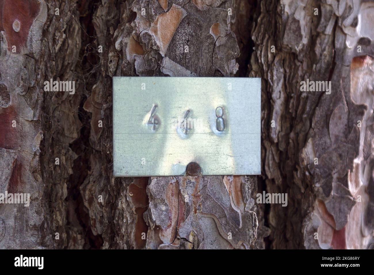 A metal plate with the serial number of a tree is nailed to the bark of ...