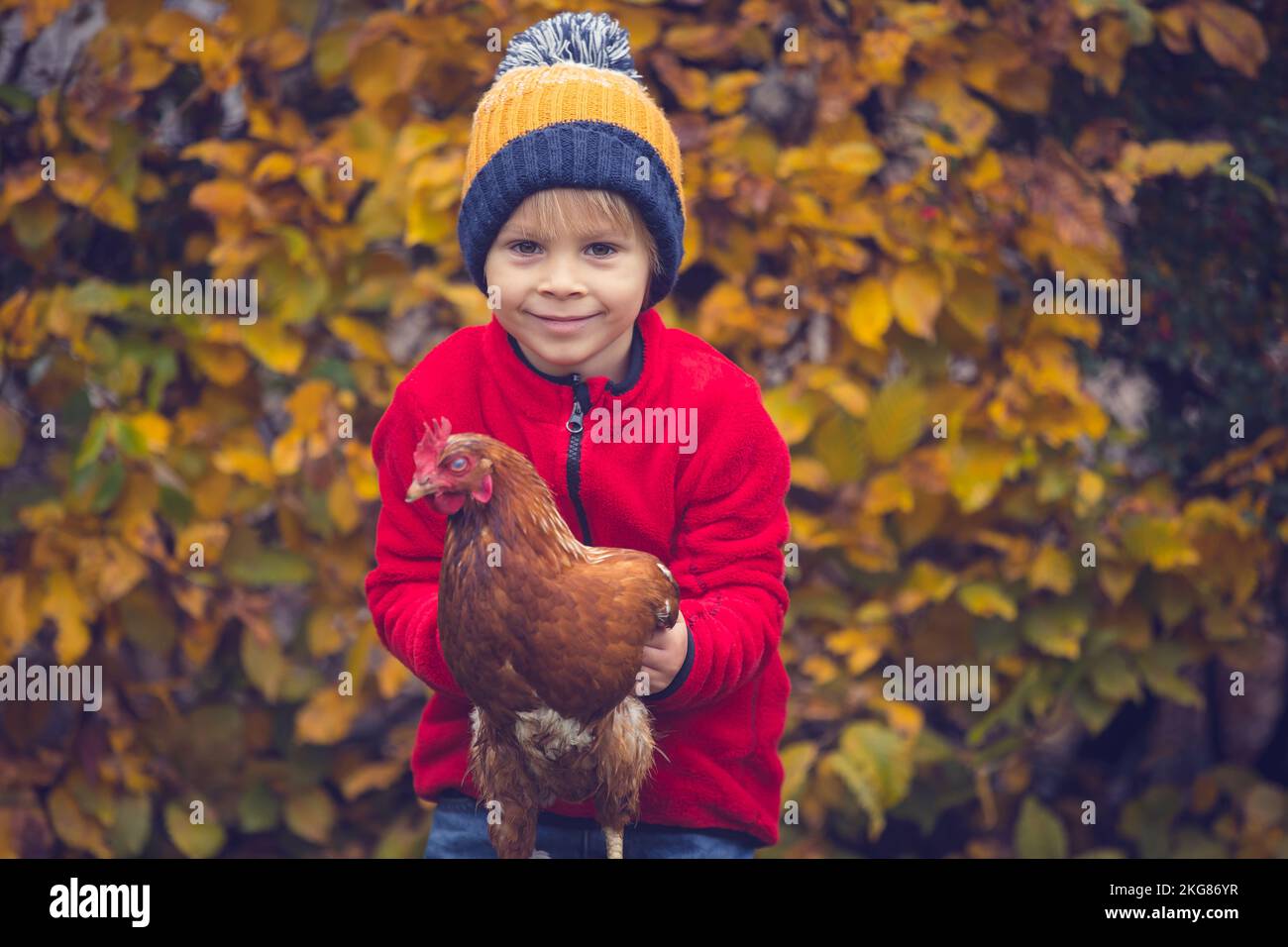 Cute preschool child, blond boy, holding hen chicken in a garden ...