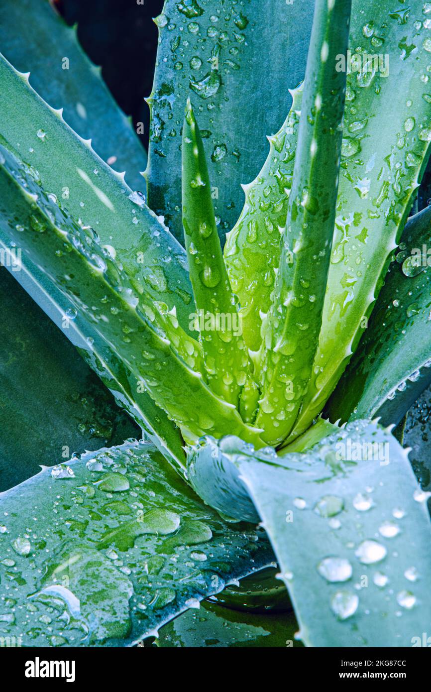 Nice aloe branches with water drops on their bright blue green surface ...