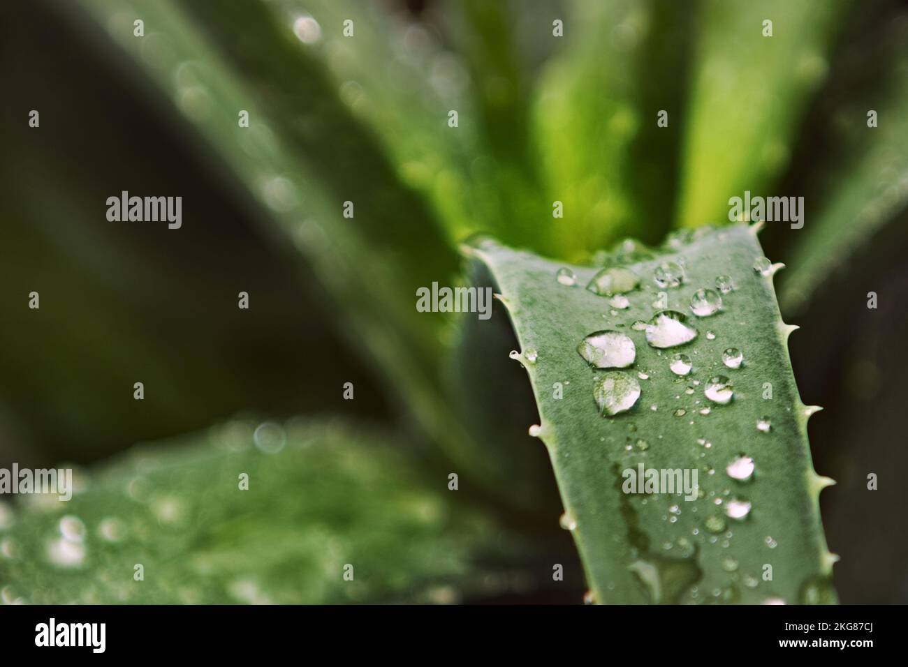 A few aloe leaves with dew drops rolling on the surface and many little ...