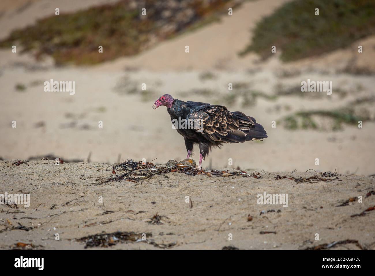 The california condor, the largest north american land bird, feeding ...