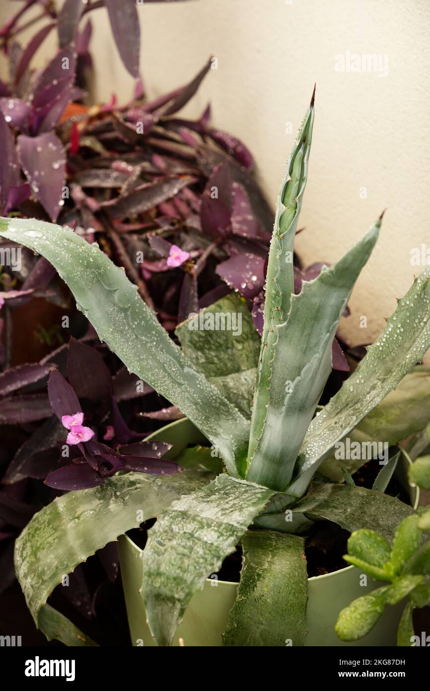Tradesc hi-res stock photography and images - Alamy