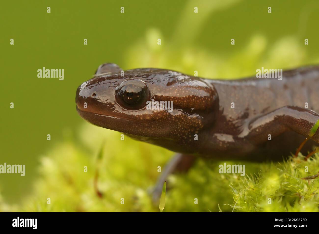 Northwest Salamander Backgrounds