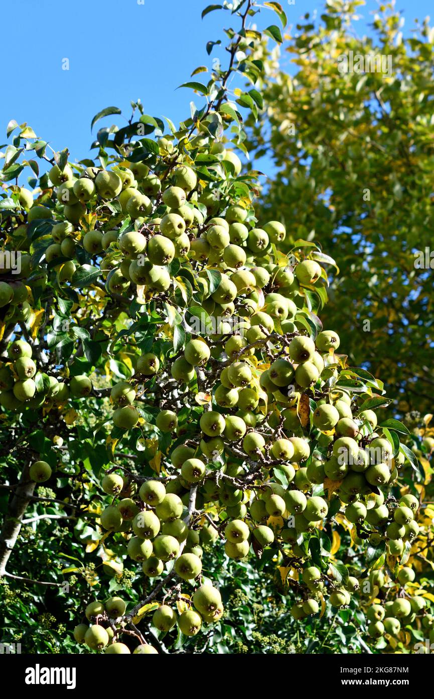 Apple Tree (malus domestica) with heavy fruit Oxfordshire England uk ...