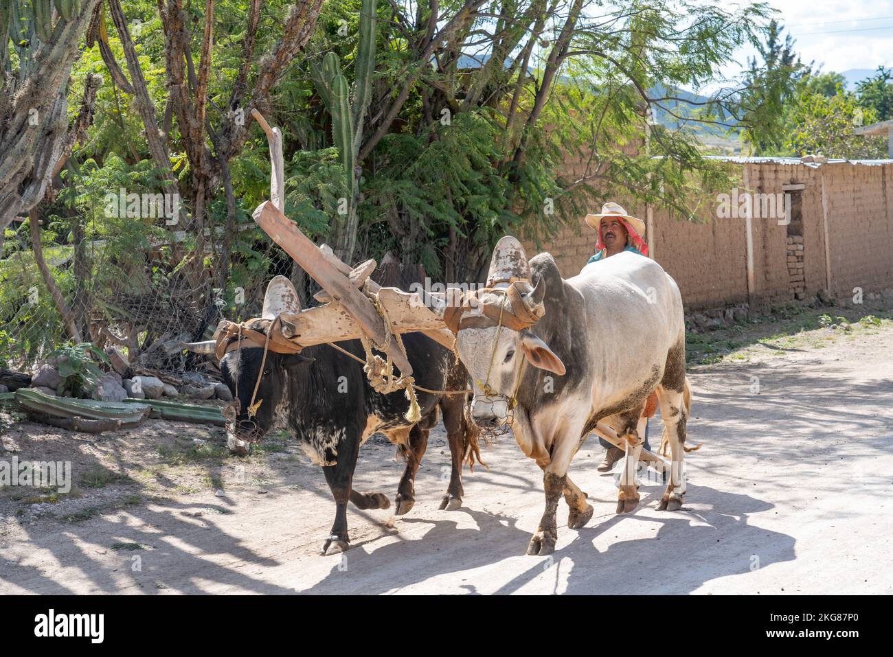 A farmer walks with his oxen carrying a wooden plow for working in his ...