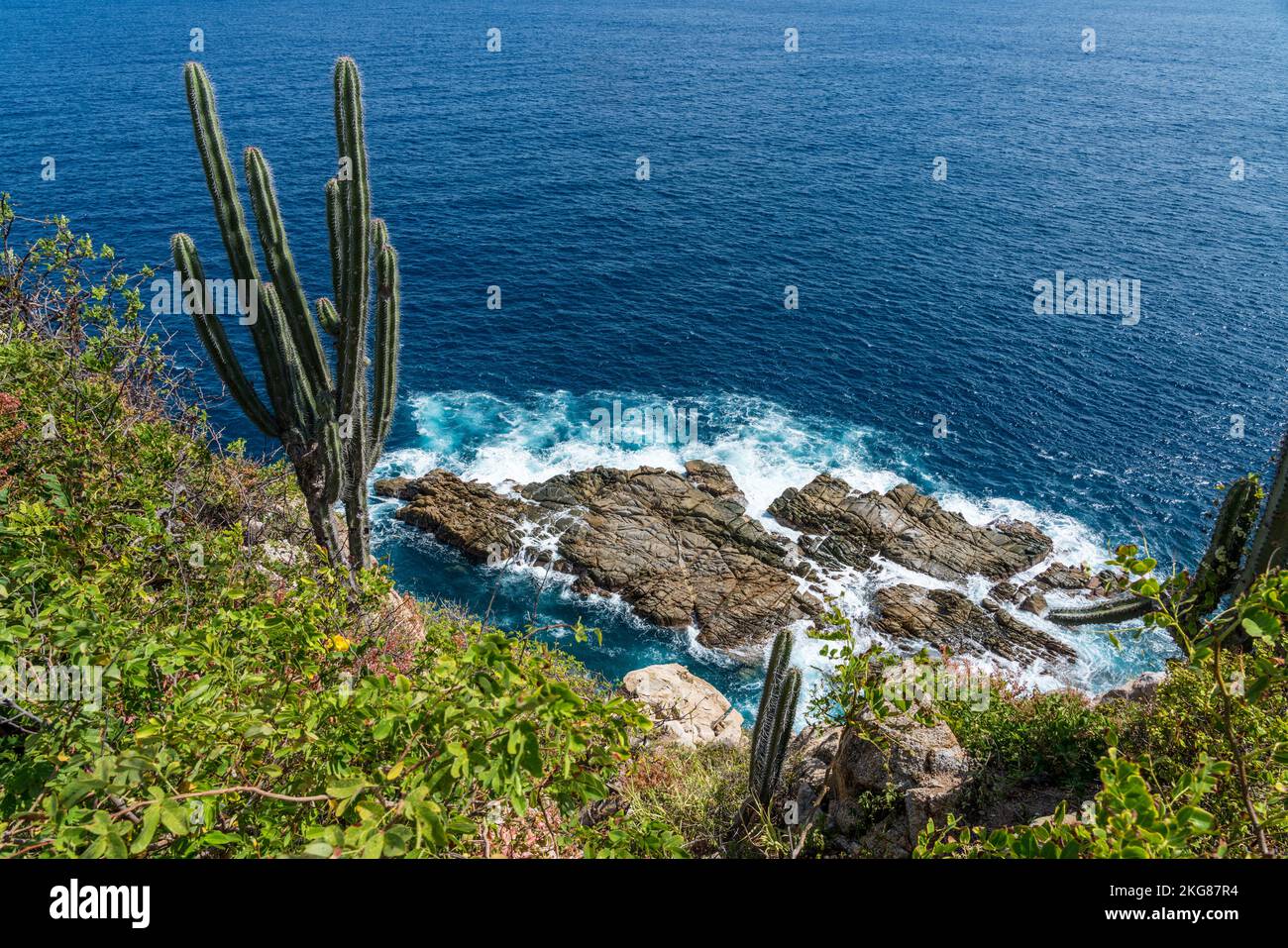 Organ pipe cactus on the cliffs overlooking the rugged shoreline of ...