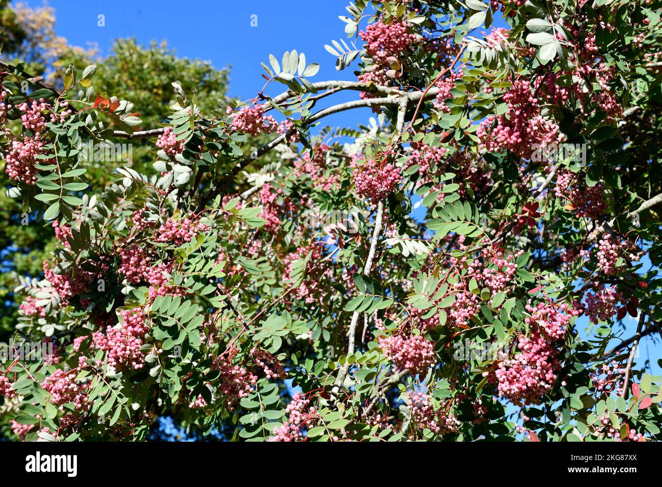 Mountain Ash Tree with Pink and White Berries (sorbus hupehensis Stock ...