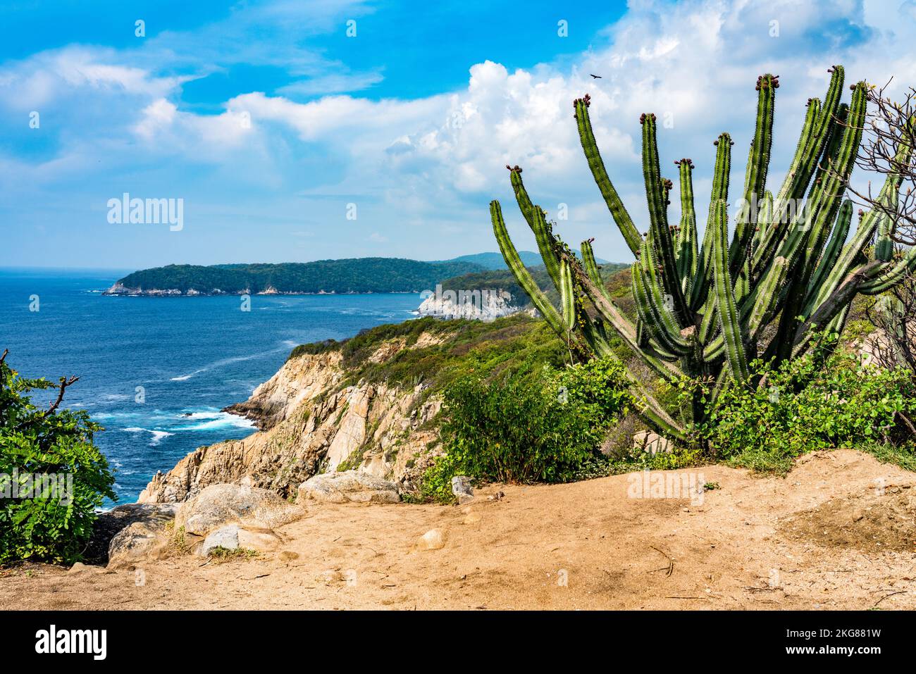 Organ pipe cactus on the cliffs overlooking the rugged shoreline of ...