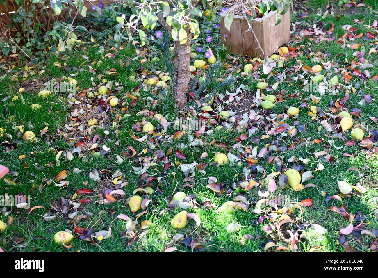 Fallen Pears (pyrus communis) in Garden Hook Norton Oxfordshire England ...