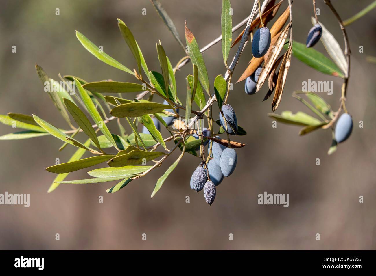 Ripe fruits of an olive tree close up among the foliage. Harvest season ...
