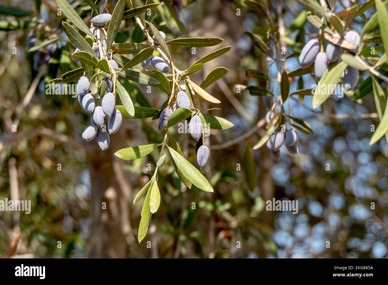 Ripe fruits of an olive tree close up among the foliage. Harvest season ...