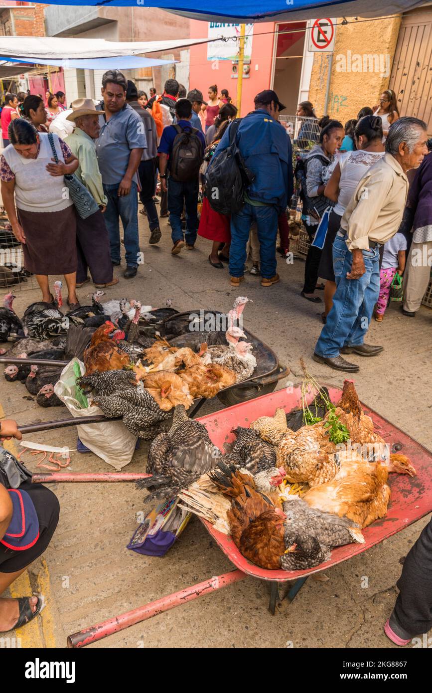 Wheelbarrows of chickens and turkeys for sale at the weekly market in ...
