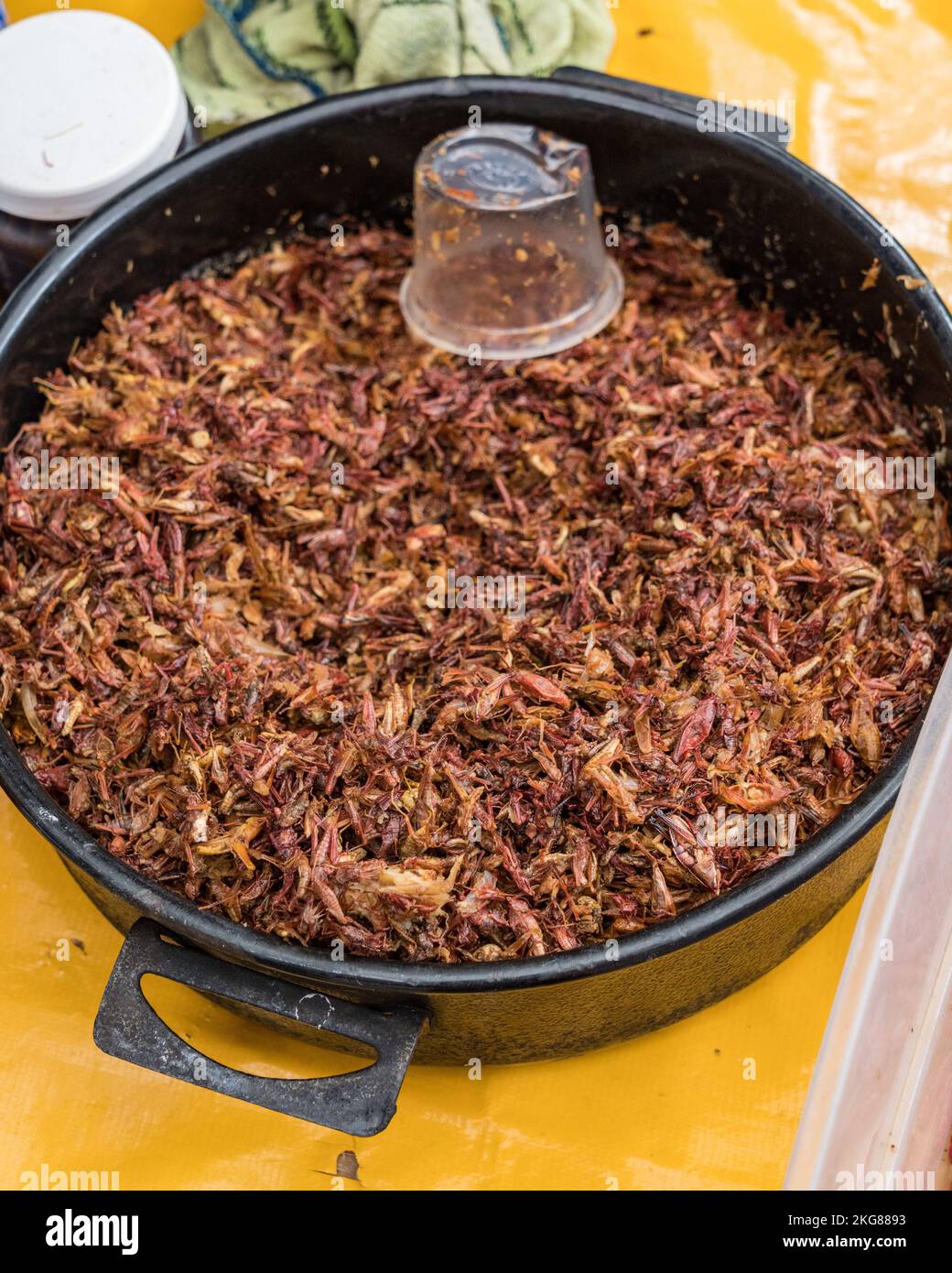 Genus sphenarium hi-res stock photography and images - Alamy
