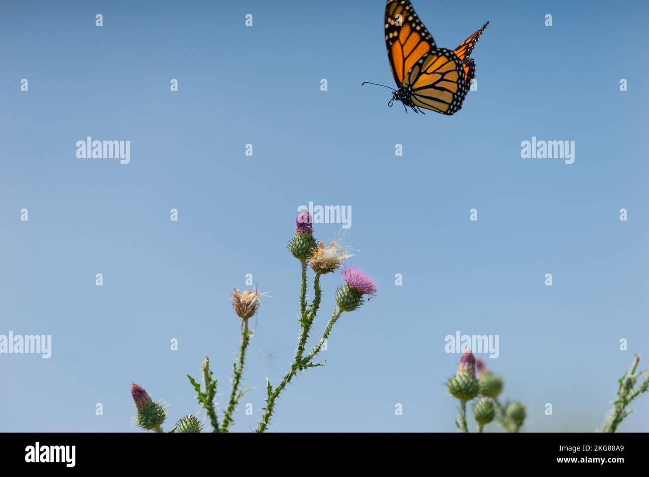 A monarch butterfly flies over flowering thistle plant Stock Photo - Alamy