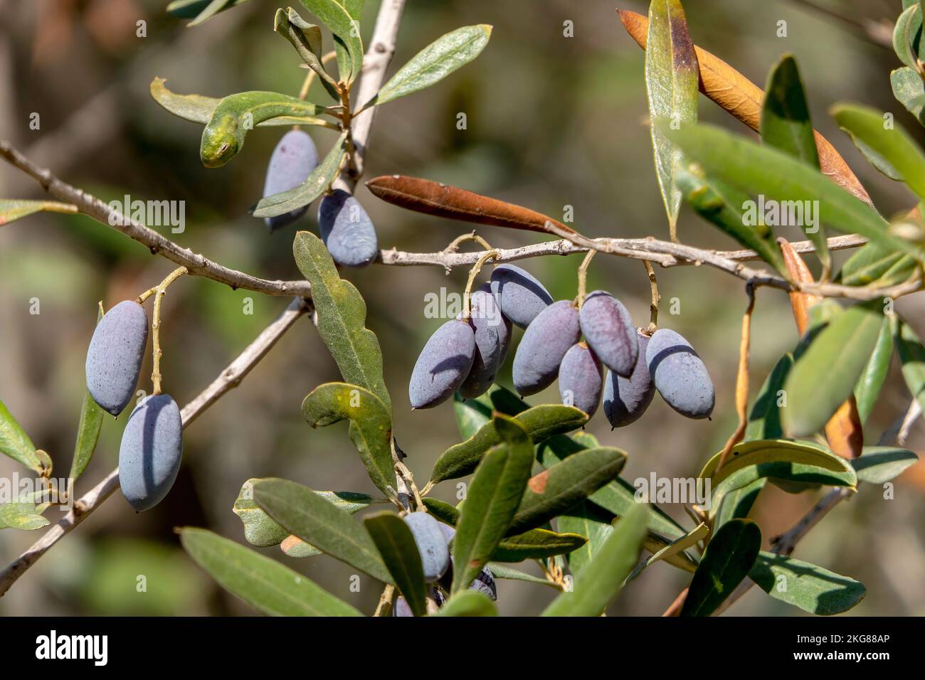 Ripe fruits of an olive tree close up among the foliage. Harvest season ...
