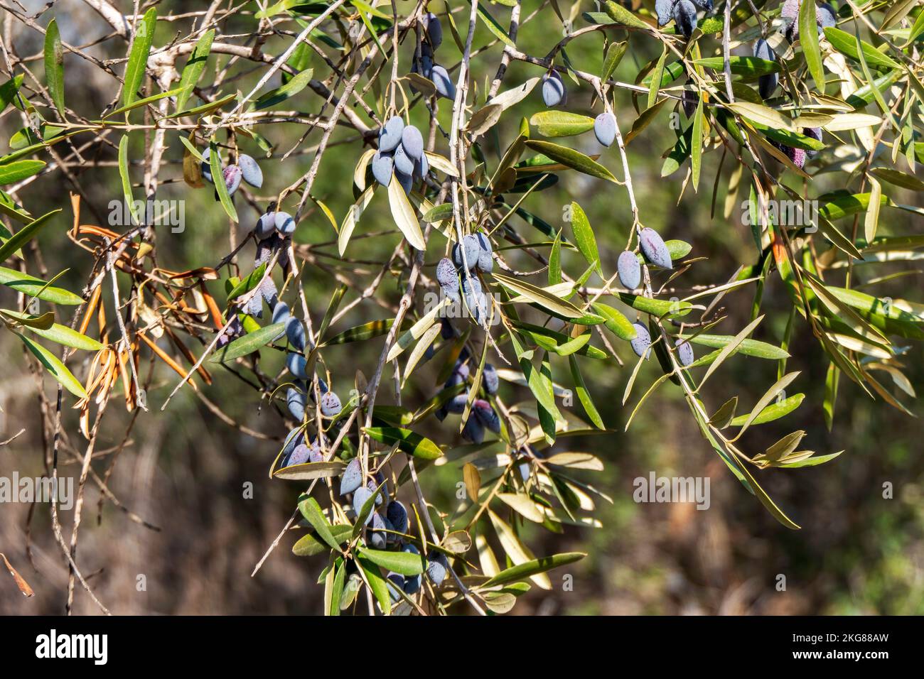 Ripe fruits of an olive tree close up among the foliage. Harvest season ...