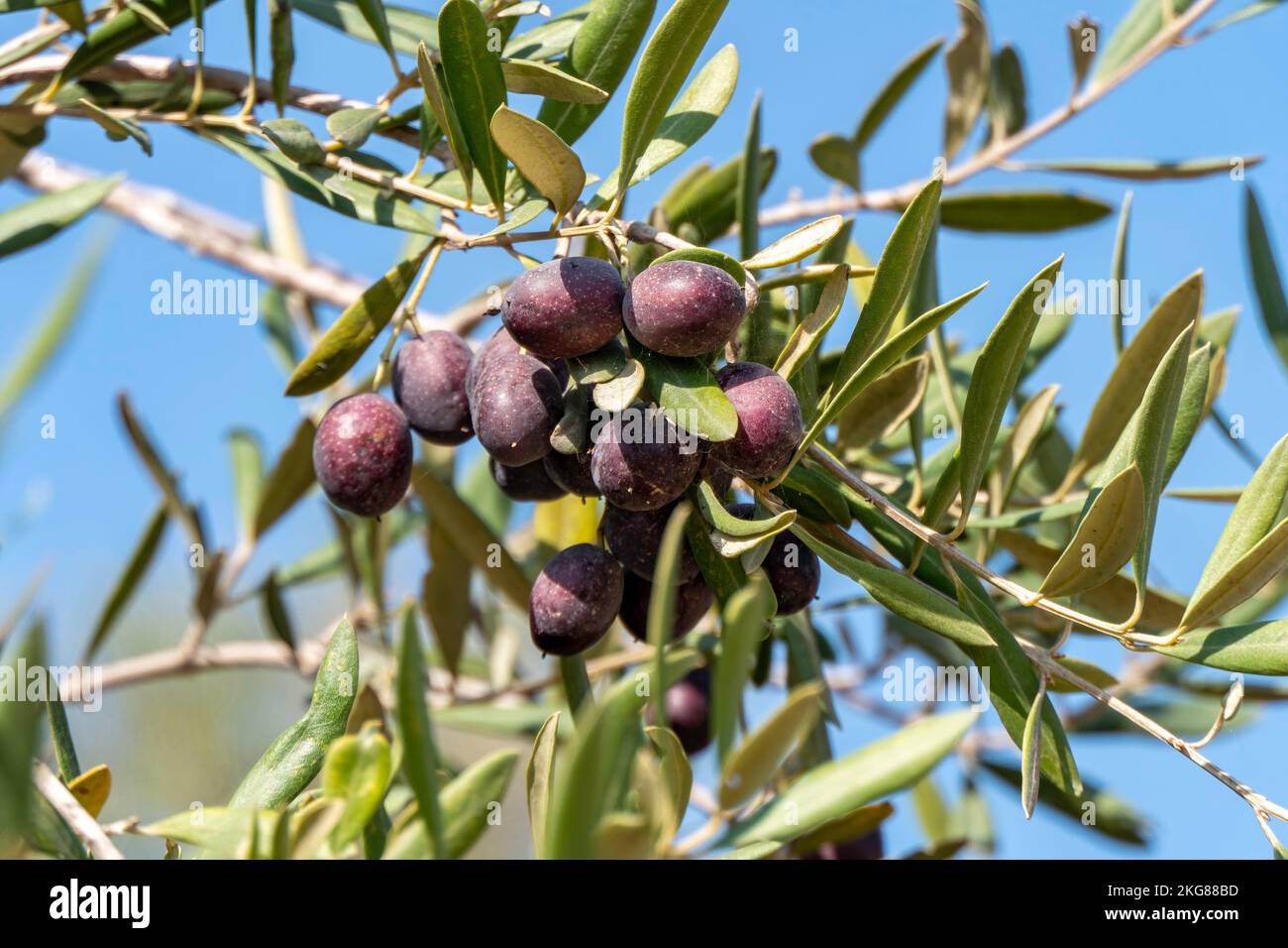 Ripe fruits of an olive tree close up among the foliage. Harvest season ...