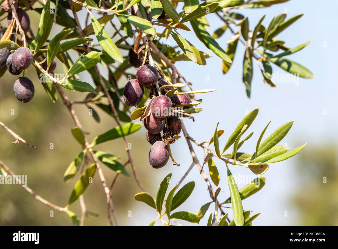 Ripe fruits of an olive tree close up among the foliage. Harvest season ...
