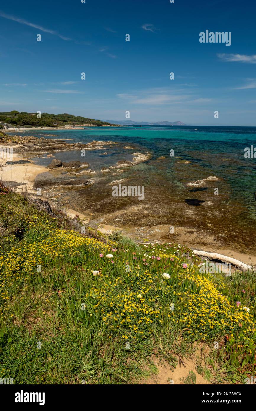 Rocky beach in Saint-Tropez with plants and flowers, in Provence, in ...