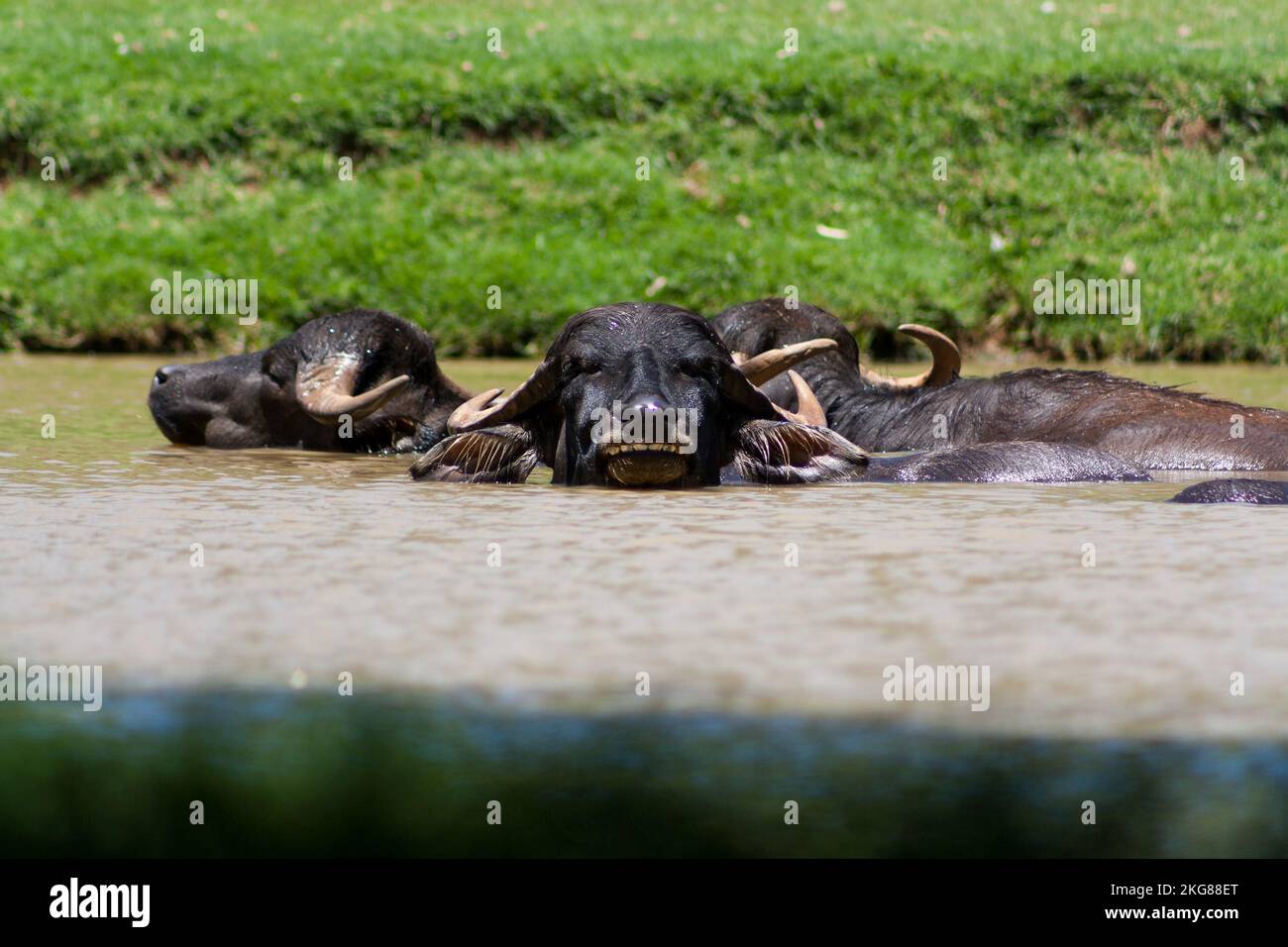 Buffaloes swimming hi-res stock photography and images - Alamy